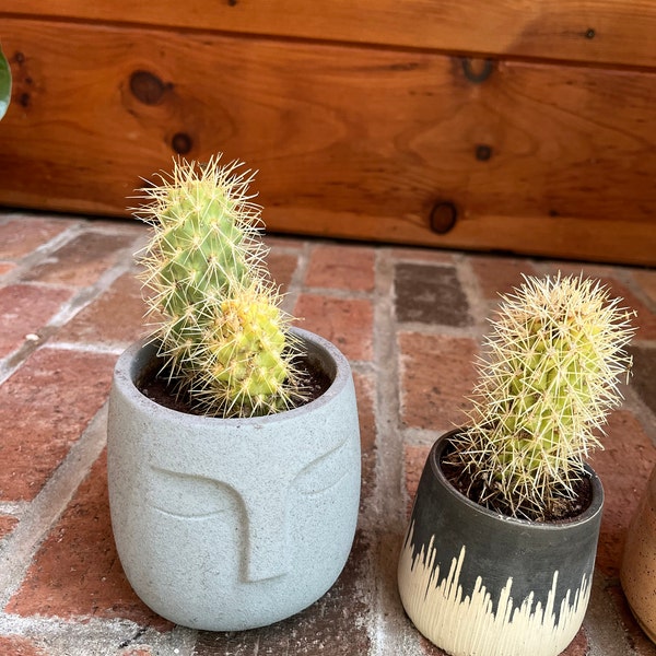 Mangave Maverick, Agave Hybrid, Agave X Manfreda, White Ceramic Pot, 4 ...