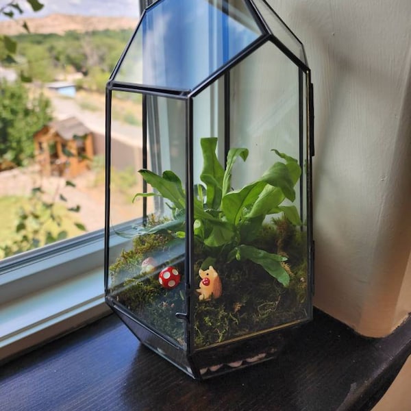 Large Terrarium Kit DIY / Live Moss / Tropical Plant, Bioactive ...