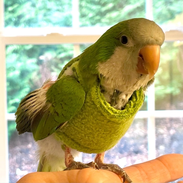 Vest E-collar Jacket for African Grey Parrots That Pluck & Pick ...