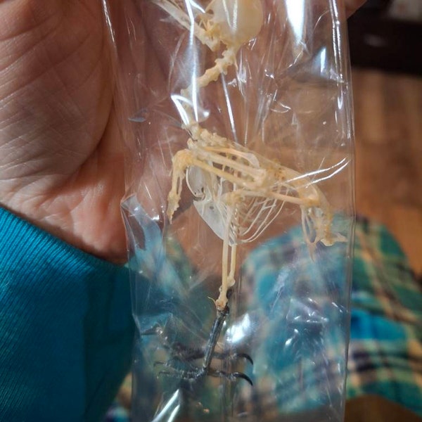 Blue Scarab Beetle. Real Insect Framed. Entomology. Blue ...