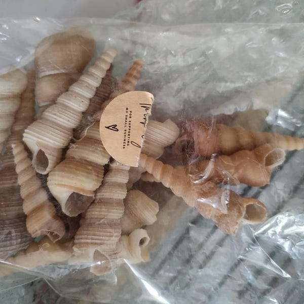Natural SCREW SHELLS, SPIRAL Seashells, Beach Wedding Decor, Coastal ...