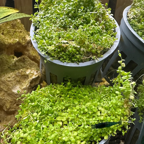 Dwarf Baby Tears Pot (hemianthus Callitrichoides) BUY3GET1FREE - Live ...