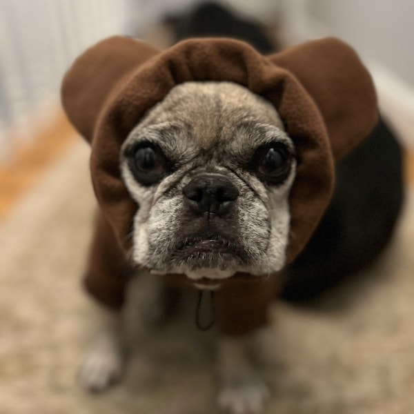 Frenchiestore Organic Dog Frenchie Ear Hoodie | Teddy Bear - Etsy
