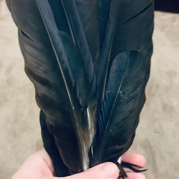 9-10 Inch Real Feathers of European Raven (corvus Corax) - Set of 3 ...