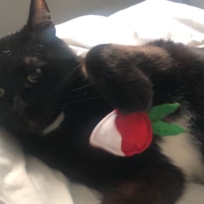 Catnip Radish Catnip Turnip Vegetable Cat Toy - Etsy