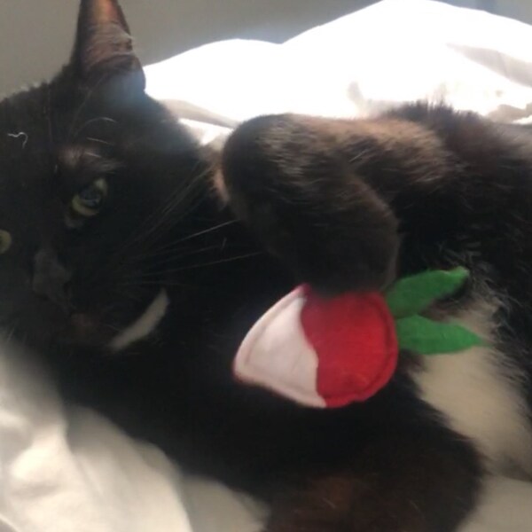 Catnip Radish, Catnip Turnip, Vegetable Cat Toy - Etsy