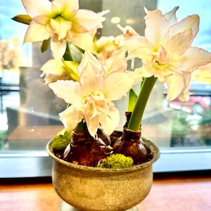 2 Lycoris Radiata Bulbs FW95218-7 - Etsy