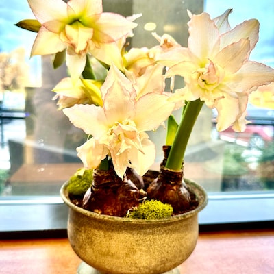 2 Lycoris Radiata Bulbs FW95218-7 - Etsy