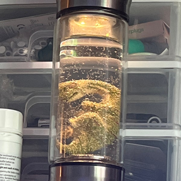 Jurassic Park Dinosaur Embryo Jar Jurassic World Velociraptor Blue ...