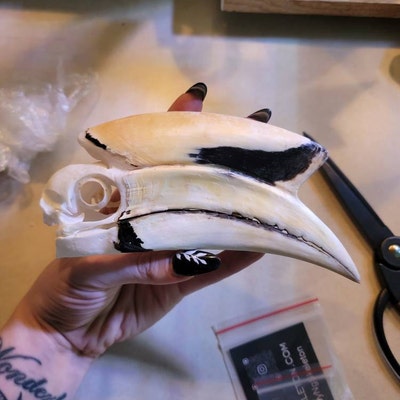 Real Lionfish Skeleton, Dendrochirus, Fish Taxidermy, on Display Base ...