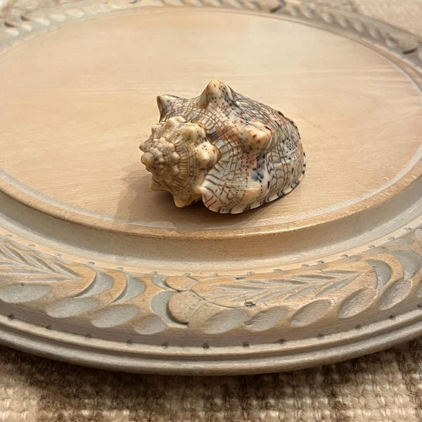 Large Specimen Grade 63.1mm CONUS Regius Royal, Crown Cone SEASHELL JB ...