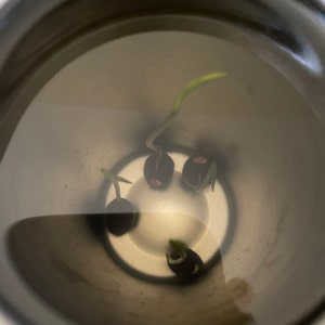 20 Nelumbo Nucifera Seeds Pack Egyptian Bean Sacred Lotus - Etsy