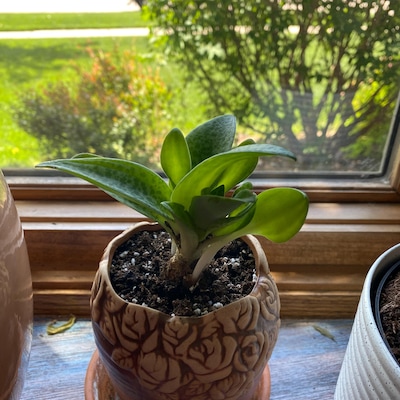 Hoya Hindu Rope, Carnosa Compacta, in a 2 Inch Pot, Live Tiny Mini ...