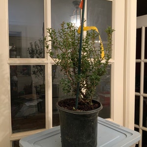 Fragrant Princess Dwarf Tea Olive 'kaori Hime' Osmanthus Live Plant ...