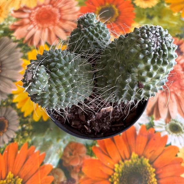 Mammillaria Spinosissima Un Pico Clumping Rare Cactus Live Succulent ...