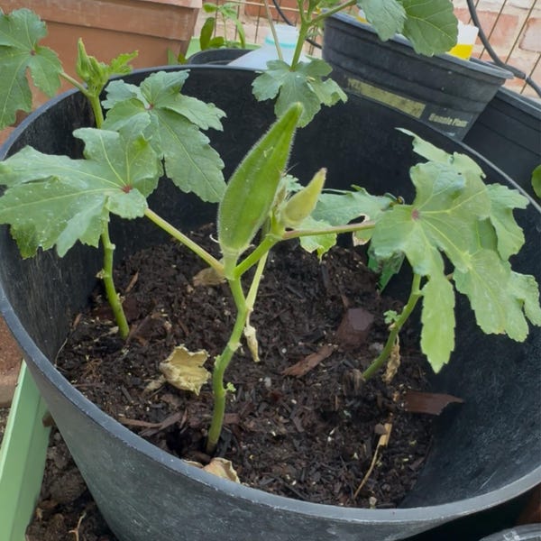 Yucca Cassava Root - 3 Oz. Organic Yuca Cassava Root - One Cutting ...