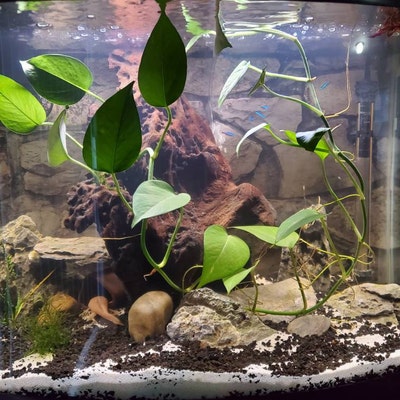 Silver Medley Rock / HD Stone Aquarium Background Rocky Fish Tank ...