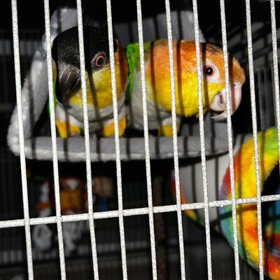 Handmade Cozy Bird Tent With a Perch. Perfect for Caiques - Etsy