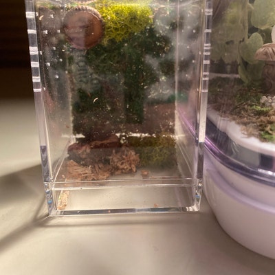 Mystery Mushroom & Ladder Medium Jumping Spider Enclosure, Acorn Hide ...