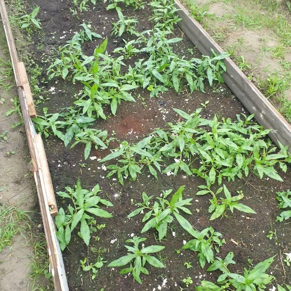 10 Heirloom Japanese Black Futsu Squash Seeds - Unique ! Fall ! Asian ...