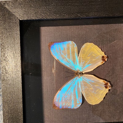 Rare Pink Form Gaudy Commodore Butterfly Framed Taxidermy Precis ...