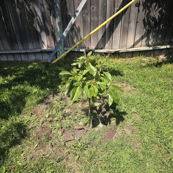 Tall Grafted 'giant Fuyu' Persimmon Tree - Fast Fruit Bearing - Rare ...