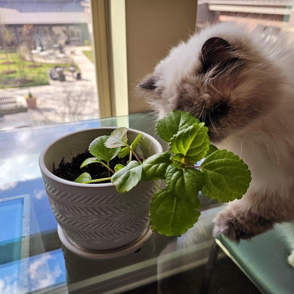 Peace Dove Tree Topper Gold Olive Branch Gift Idea Sale Metal Wall ...
