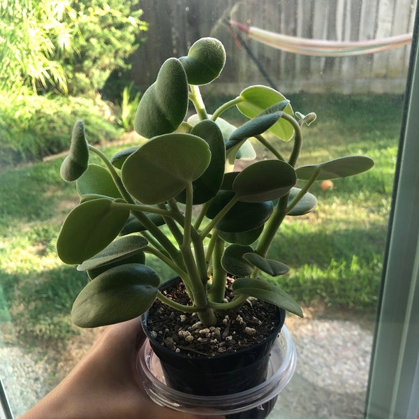 Peperomia Incana ~ Felted Pepperface ~ 3" Pot ~ Grower's Choice - Etsy