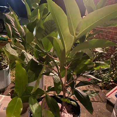 Startup Neem Plant, Sadao, Azadirachta Indica Plant Sorry We Don't Ship ...