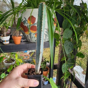 Blue Columnar Cactus, Pilosocereus Pachycladus Cacti, Column Cactus ...