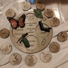 Ladybird Life Cycle, Birthdaygift, Forest School, Primary, EYFS ...