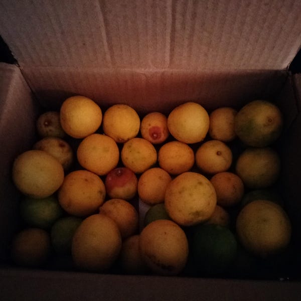 Organic Non-gmo Key Limes Fresh Seeded (ALKALINE) the Actual Fruit ...