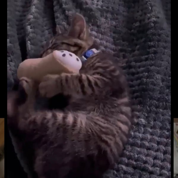 Catnip Cannoli Cat Toy - Etsy