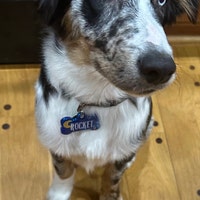 Waffle Pet Tag - Etsy