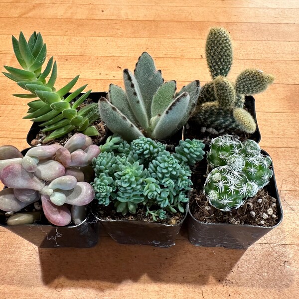 Rare Pink Moonstone Succulents, Pink Pebble Rosette Plants, Pachyphytum ...