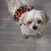 Dog Harness - Star Spangled Easy-on Dog Harness - 9 Sizes - Etsy