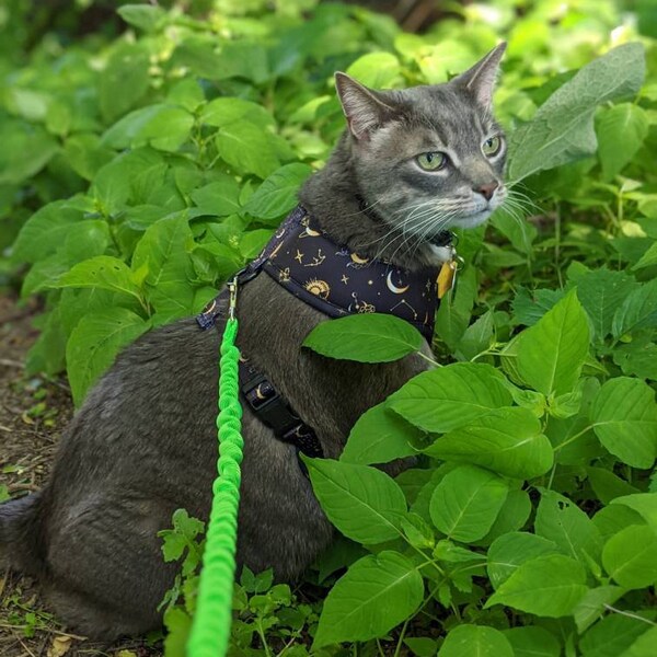 Wild Thing Dog Harness & Accessories - Etsy Australia