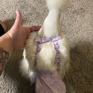 Chicken Diaper Medium Stylish Chicken Diaper Larger Bantam Poultry or ...