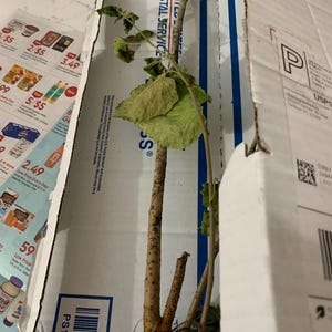 CALOTROPIS GIGANTEA Giant / Madar/ Milkweed Tree Plant Butterfly Garden ...