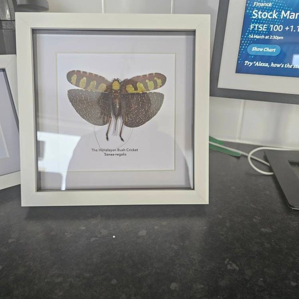 TAU Silkmoth, Spread Moth, Real Moth, Real Insect, Real Butterfly - Etsy