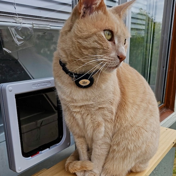 No-tool Cat Window Perch: Pine Wood Shelf for Your Cat to Gaze Outside ...