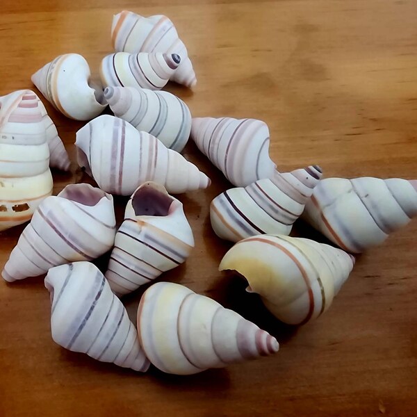 Bumble Bee Sea Shells-sea Shell Bulk-craft Shell-coastal Home Decor ...
