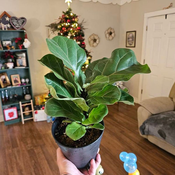 FICUS LYRATA Dwarf Fiddle Leaf Fig With 6