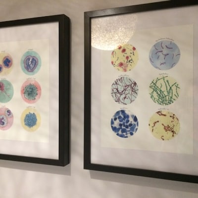 Bacteria Science Art Poster Science Print Wall Decor, Microbiology ...