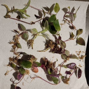 Two Super Rare Tradescantia Tinantia Pringlei Variegated Cuttings - Etsy