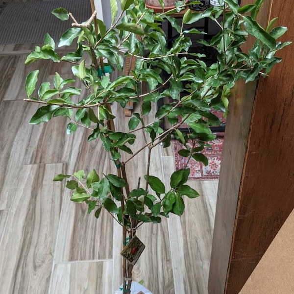 Grafted Sweet Southern Cherry Tree: Fruiting Age, Semi-dwarf - Etsy