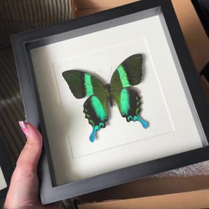 Framed Lanternfly Cicada, Gold Foil Ornament Frame Print, Pyrops Gunjii ...