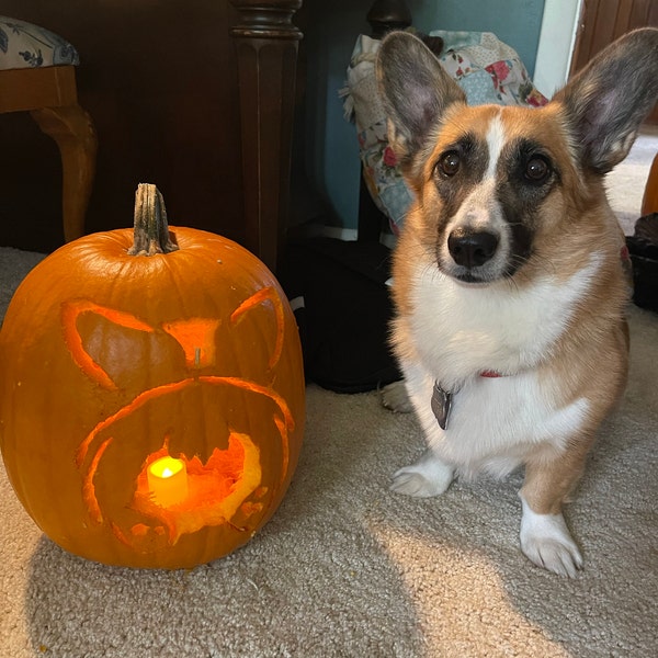 Corgi Butt Printable Pumpkin Carving Pattern Dog Series - Etsy