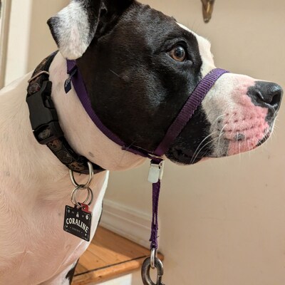 Witchy Pet ID Tag, Custom Personalized Dog or Cat Tags, Mystical Gothic ...