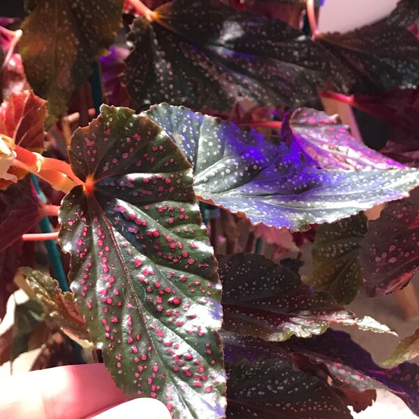 Abstract Floral Print Digital Print Botanical Art Wall Art Abstract Art ...